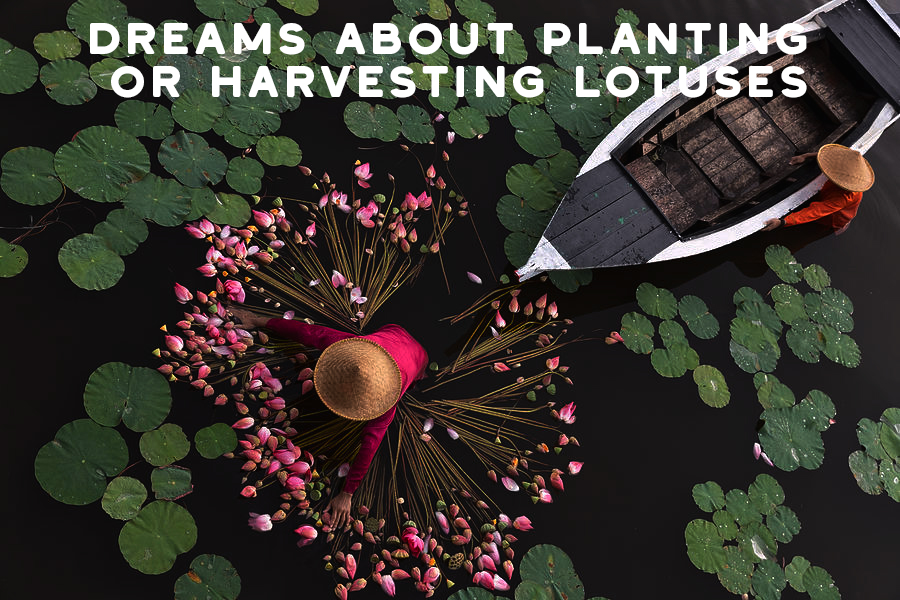 Lotus Flower Meaning and Symbolism | SpiritualBlossom