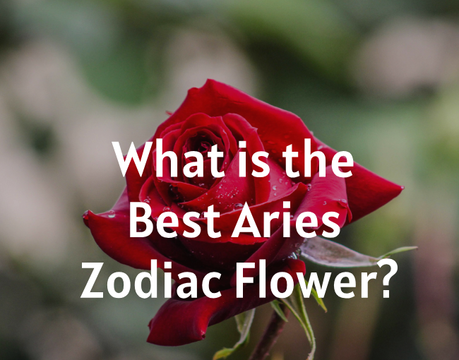 Aries Birth Flower Draper James What's Your Flower Based On Your
