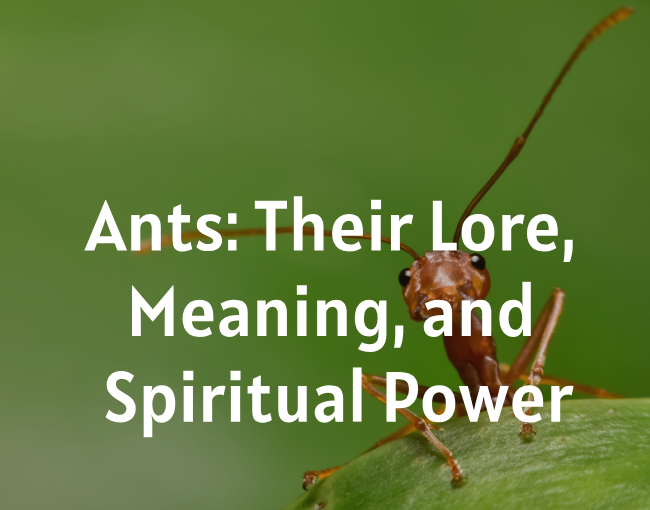 Spiritual meaning of dreaming of ants - Horoscopeaz.com