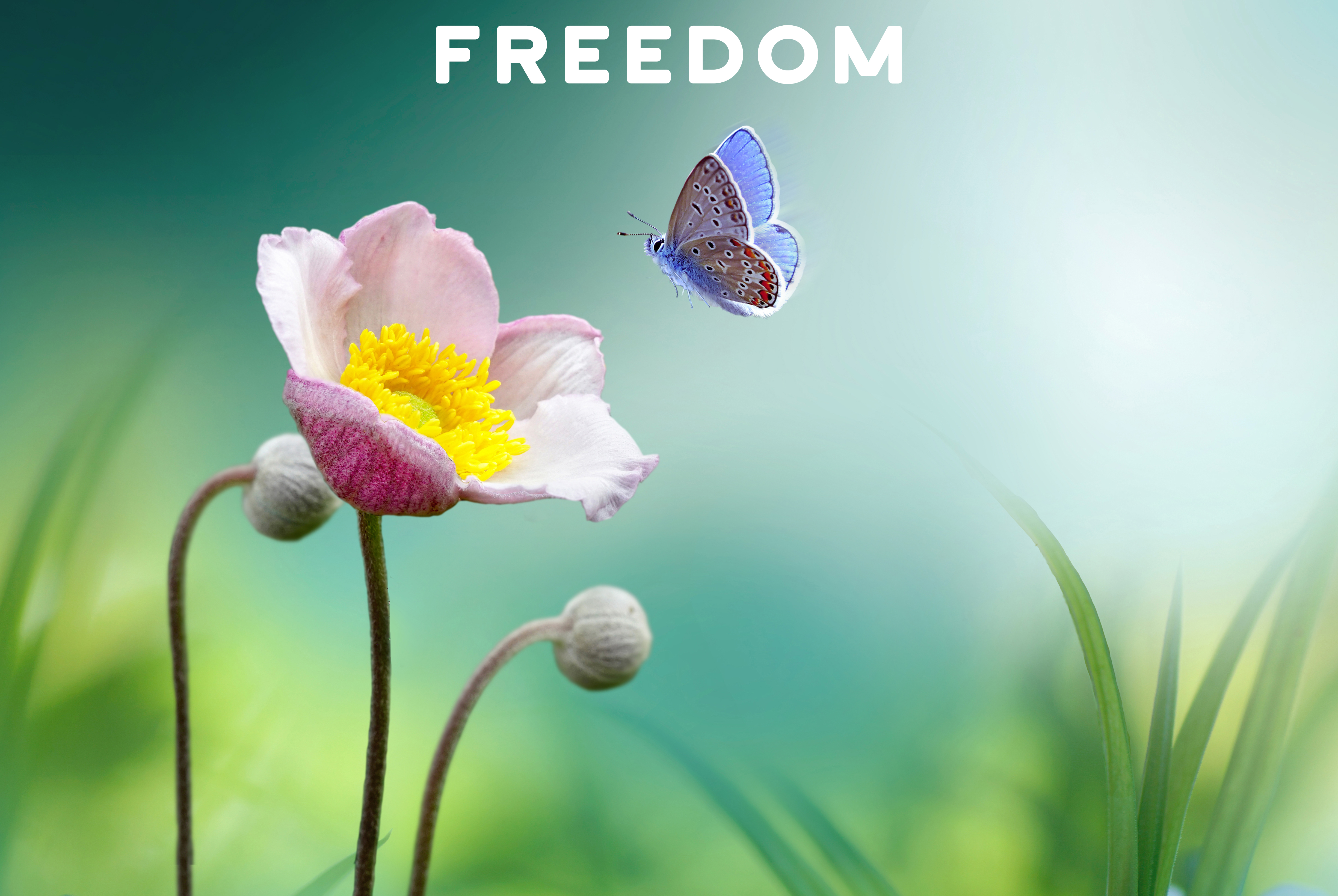 What Does a Butterfly Symbolize? | SpiritualBlossom