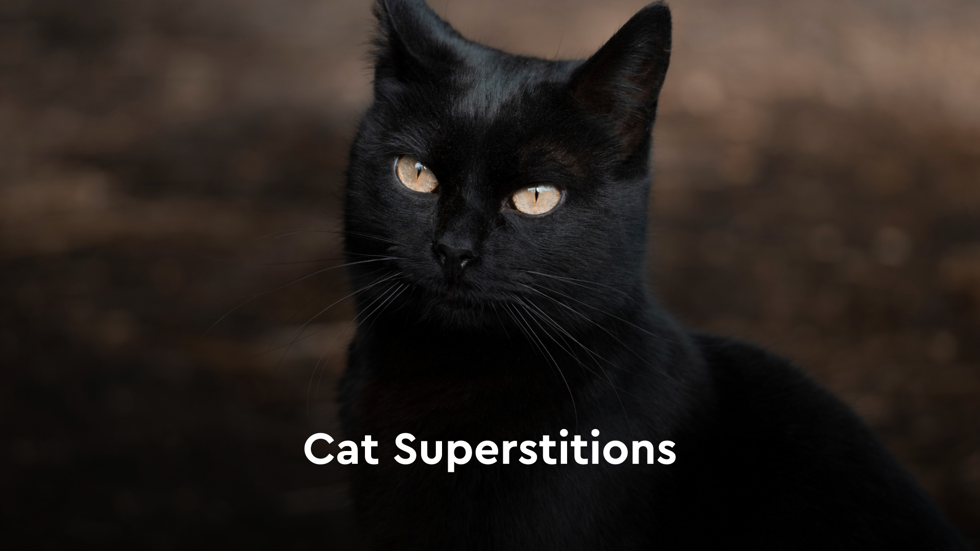 The Magic and Superstitions of Black Cats | SpiritualBlossom