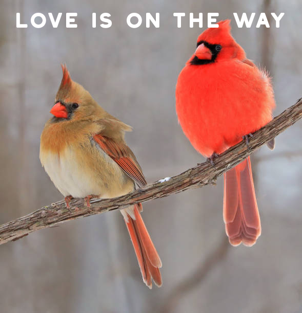 What is Red Cardinal Spiritual Meaning? | SpiritualBlossom