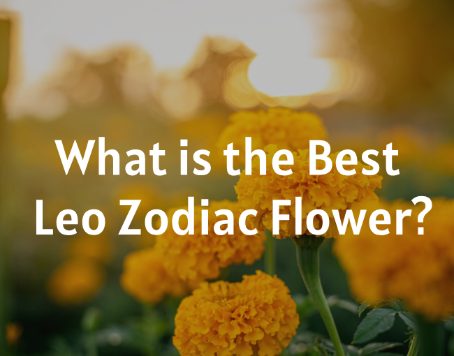 What is the Best Leo Flower? | SpiritualBlossom