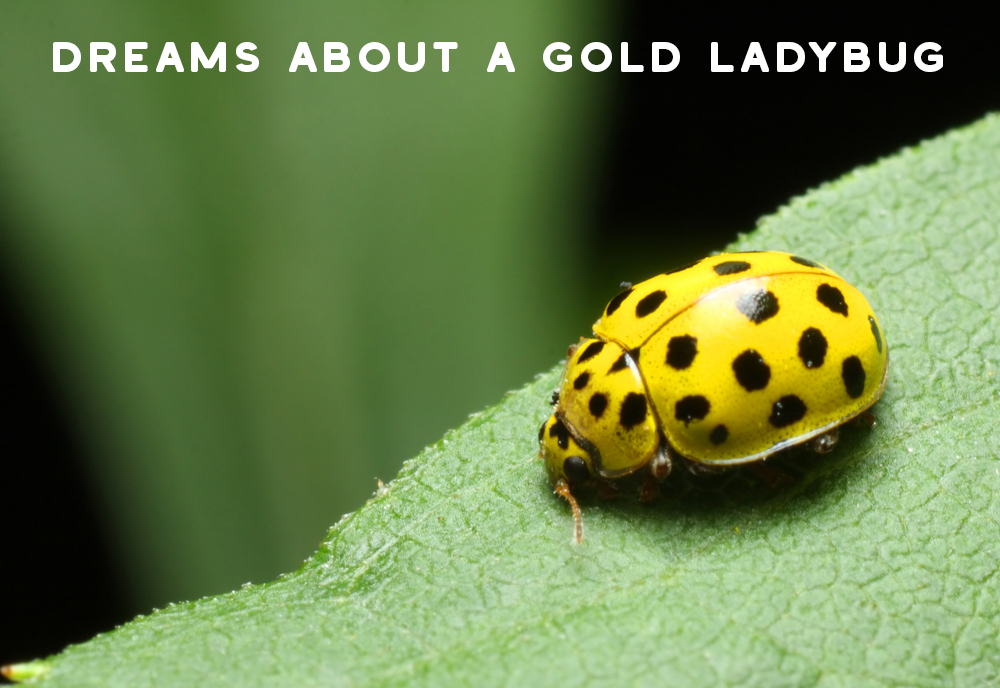 Ladybug Spiritual Meaning, Lore, and Symbolism | SpiritualBlossom