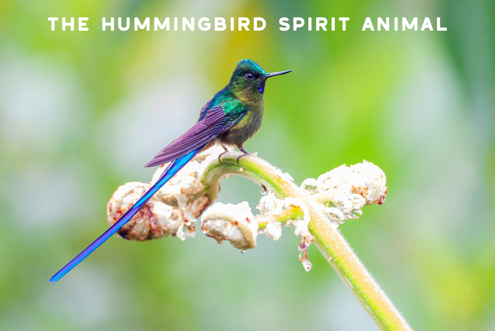 What Do Hummingbirds Symbolize? | SpiritualBlossom