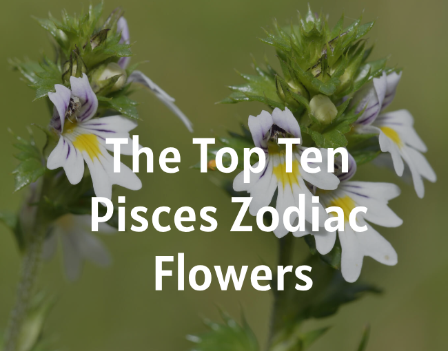 What is the Best Pisces Flower? | SpiritualBlossom