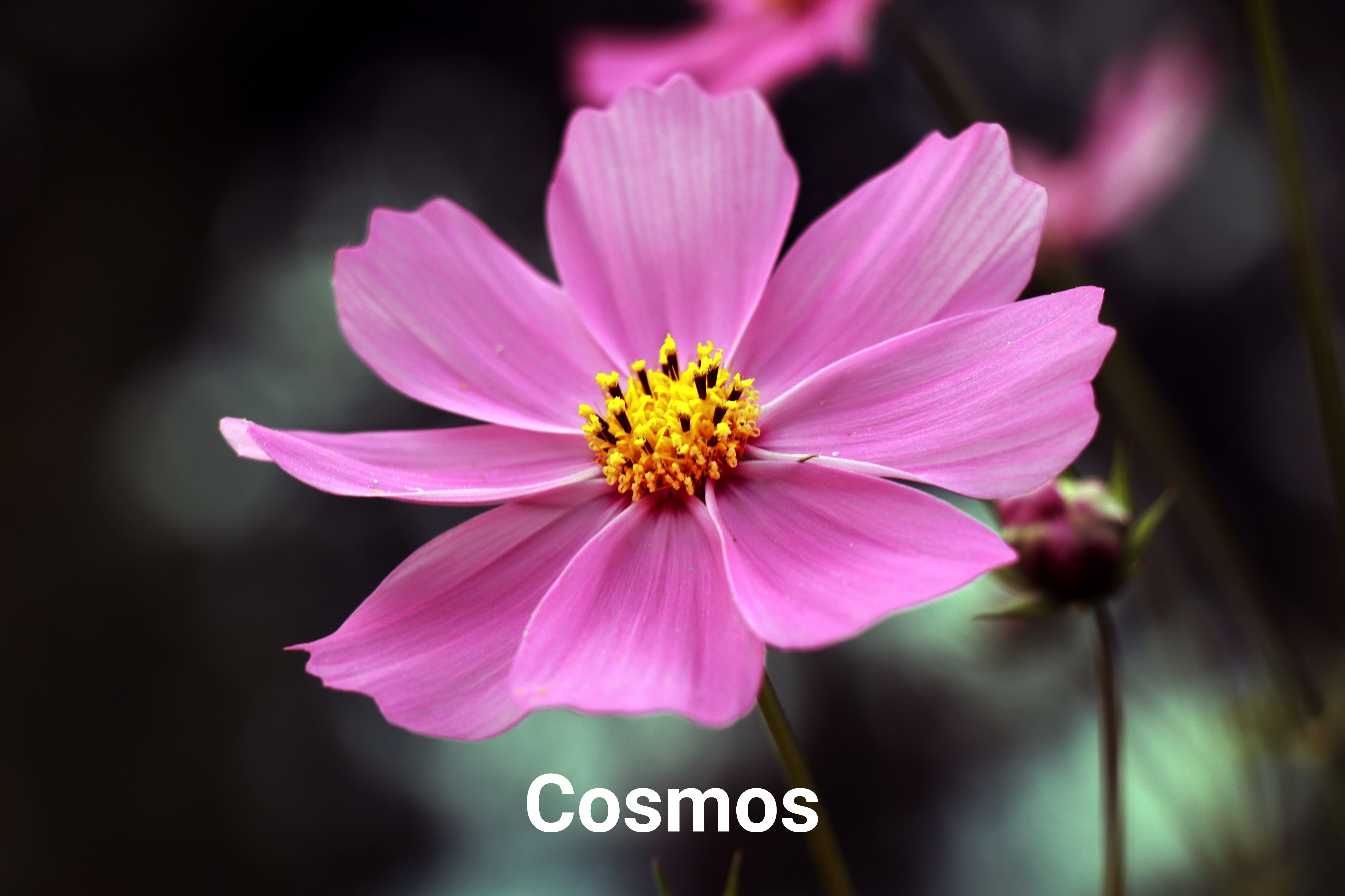 What is the Best Libra Flower? | SpiritualBlossom