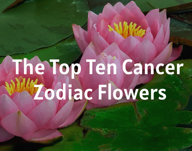 The Top Ten Cancer Flowers | SpiritualBlossom