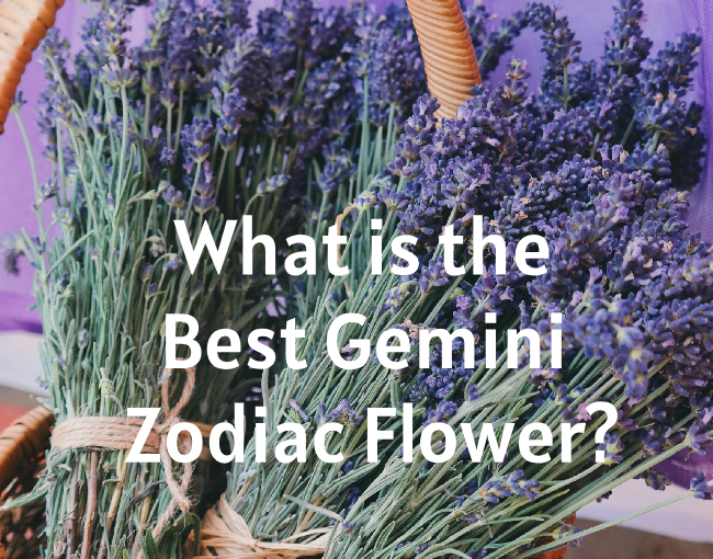What is the Best Gemini Flower? | Spiritual Blossom