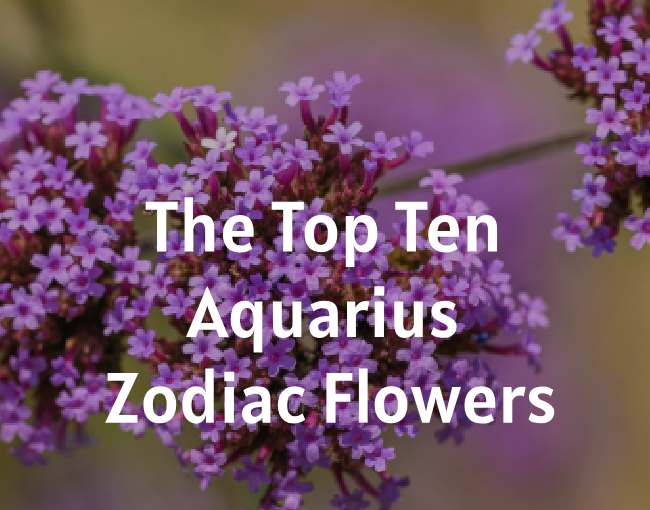 What is the Best Aquarius Flower? | SpiritualBlossom