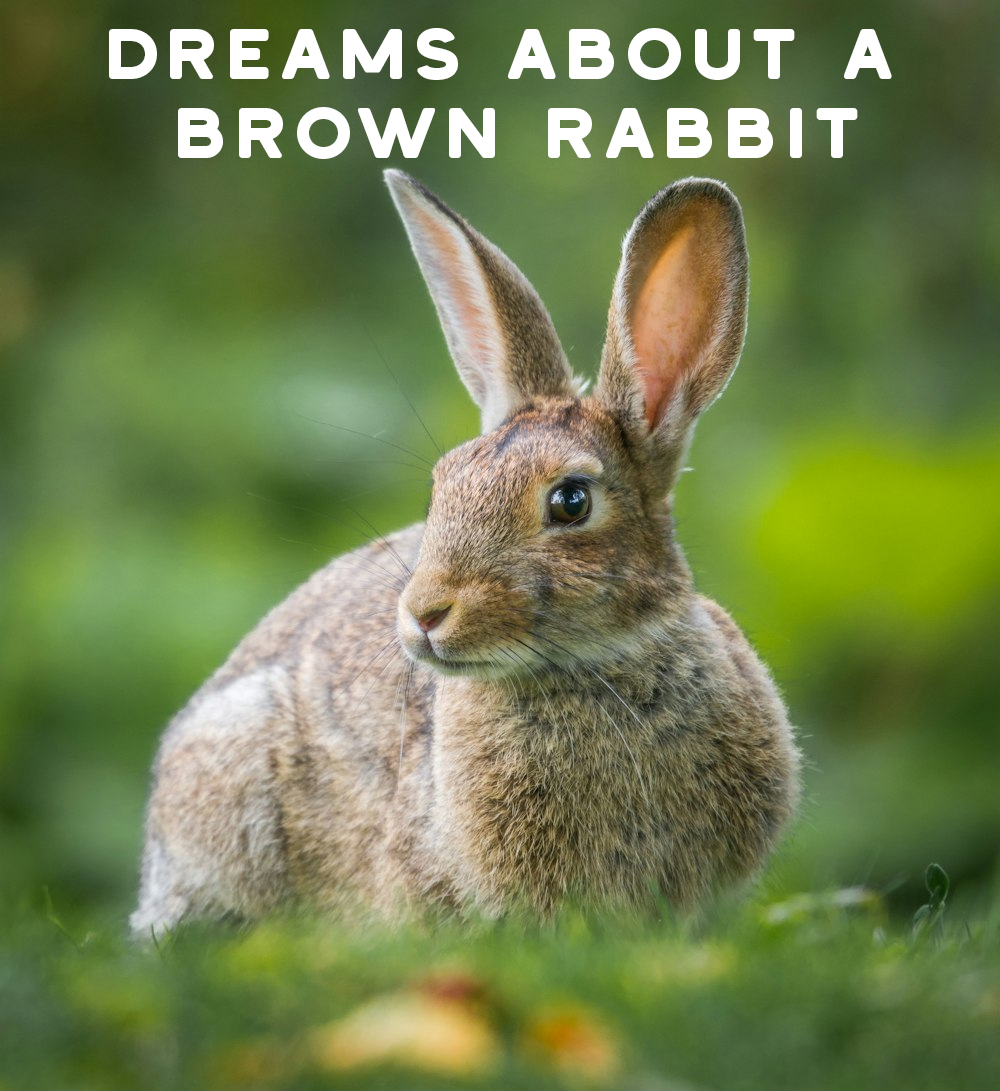 What is Bunny Spiritual Meaning? | SpiritualBlossom