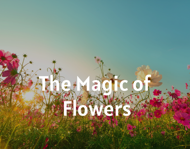 All About the Magic of Flowers| Spiritual Blossom